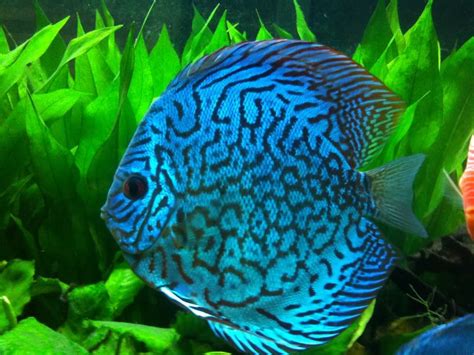 Image result for Royal Blue Discus Fish