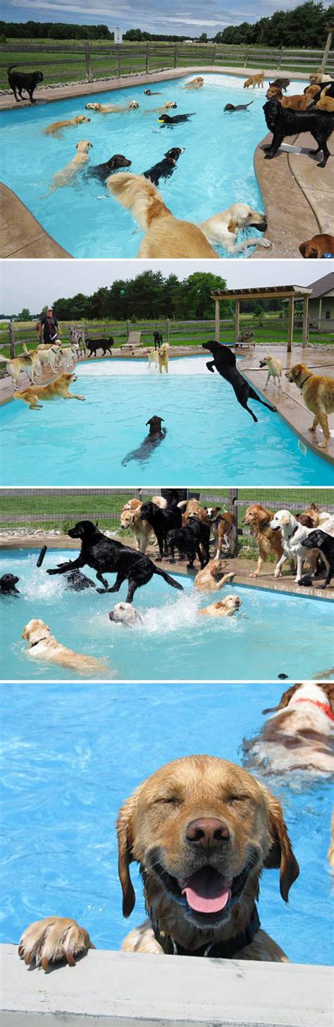 Image result for Pool Party for Dogs