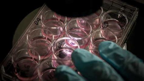 Image result for IPSC Reprogramming