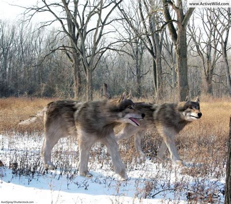 Dire Wolf Facts, Pictures & Information. A Fearsome Prehistoric Carnivore