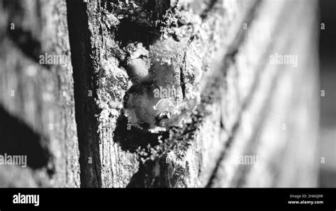 Image result for How to Clean Tree Resin