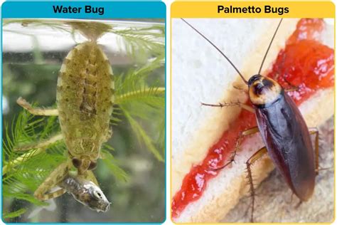 Palmetto Bug Vs. Water Bug [15 Differences] | APB