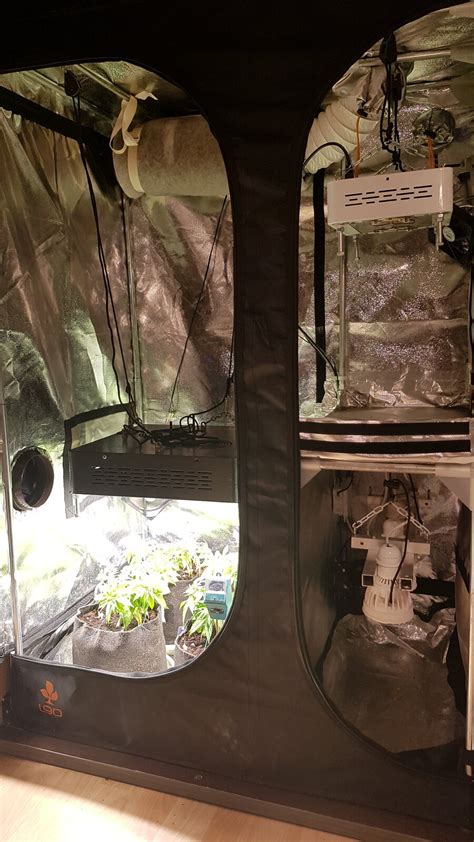 Image result for LED Scrog