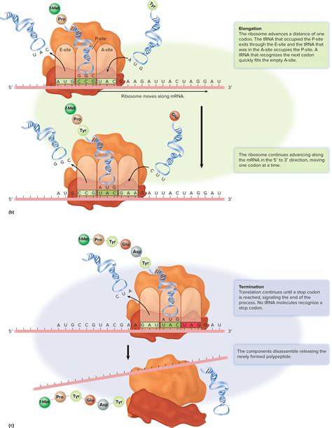 Image result for Translation Process Steps