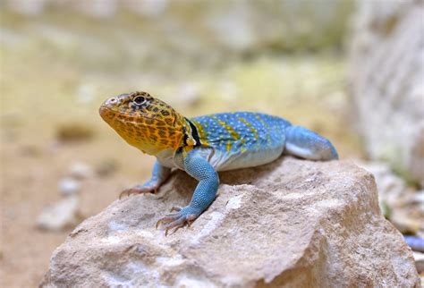 Image result for Different Color Lizards