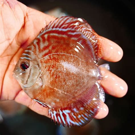 Image result for Ruby Red Discus