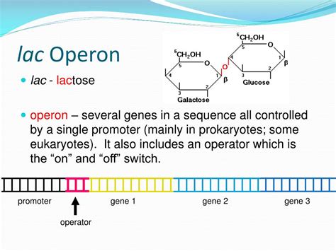 Image result for Lac Operon Animation