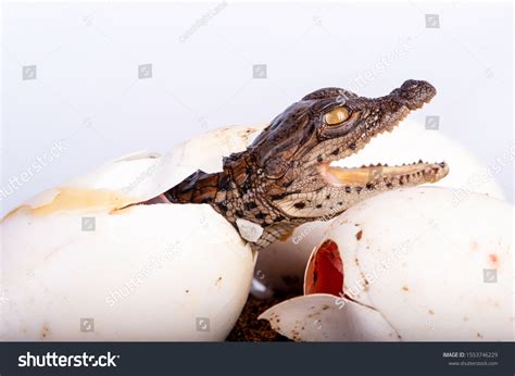 Image result for Lizard Hatching