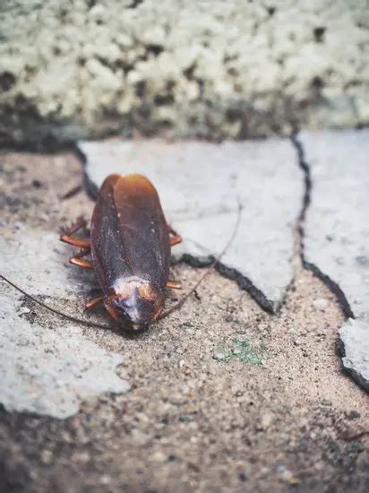 Image result for Cockroach Bites On Humans