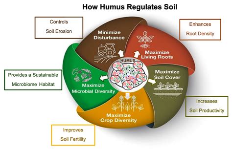 Image result for Humus Earth Science