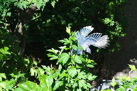 Image result for Blue Mockingjay