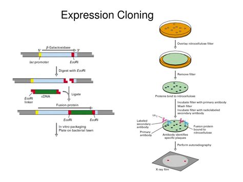 Image result for Expression Cloning Explained