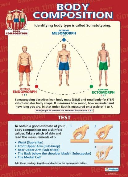 Image result for Types of Body Composition