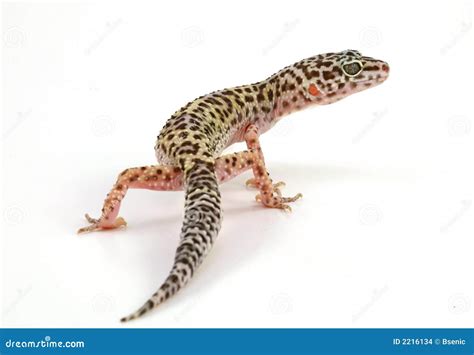 Image result for Leopard Gecko Lizard