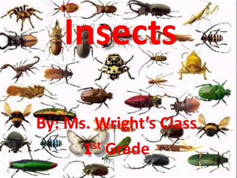 Insects Group | PPTX