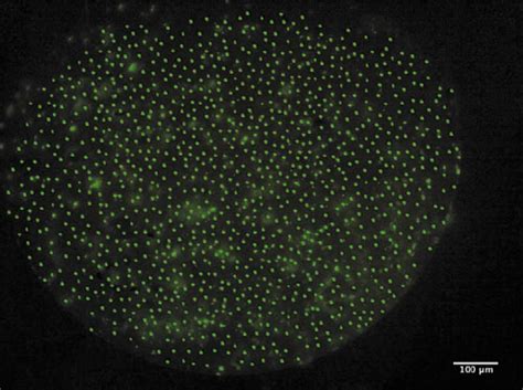 Image result for Protein Microscope