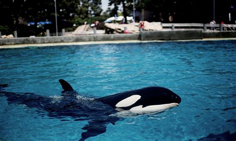 Image result for Finding Nemo Documentary Making Nemo