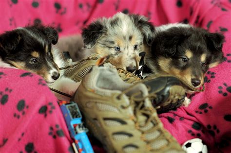 Sheltie training | Sheltie, Smart dog, Train