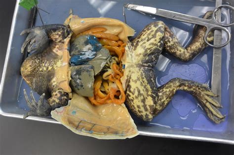 Image result for Female Frog Dissection