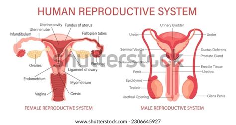 Image result for Human Anatomy Reproductive System
