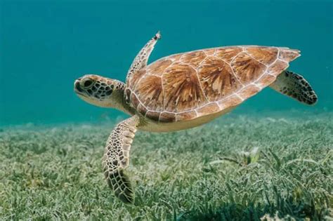 Image result for Sea Turtle Types