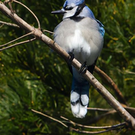 Image result for Blue Mockingjay