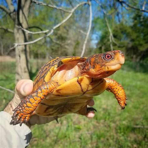 Image result for Orange Box Turtle
