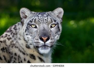 Image result for Snow Leopard Side Face