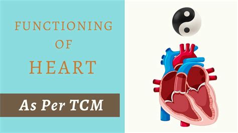 Image result for Heart Protector Channel TCM