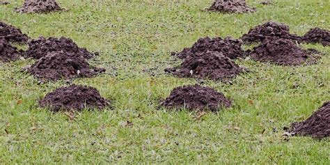 Image result for Gopher Removal Methods