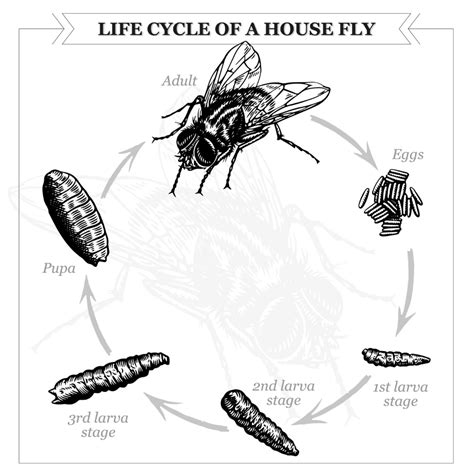 Image result for Fly Life Cycle