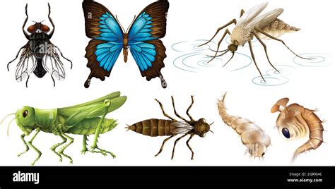 Image result for All Types of Insects