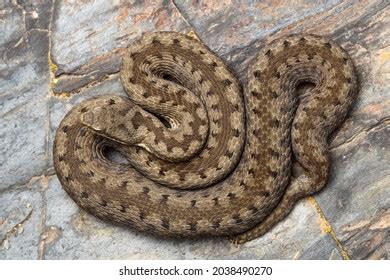 Image result for ASP Snake Fangs