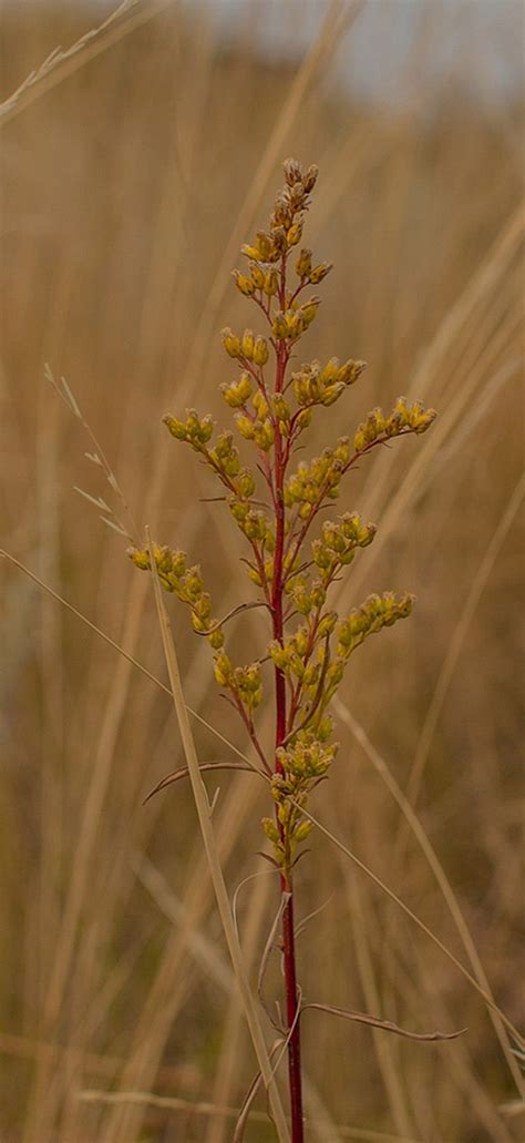 Image result for Shallow Depth of Field Photography Examples