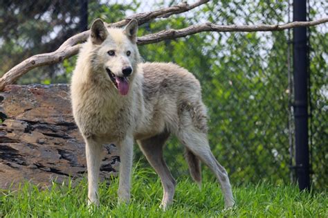 Image result for Wolves Calgary Zoo