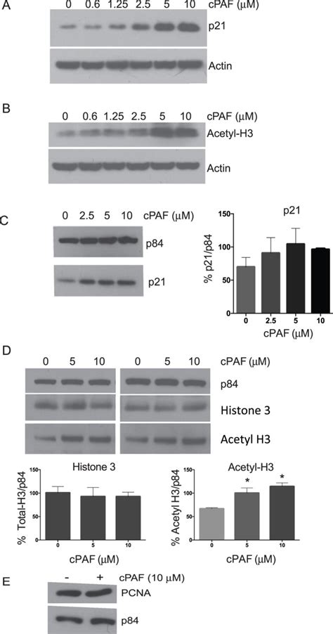Image result for Pca21 HfO2