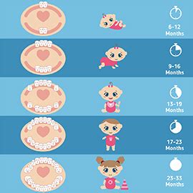Teething Chart - Bubs & Co