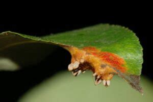 Image result for Asian Pear Rust