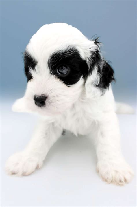 Image result for Sheltie Cavapoo Puppy