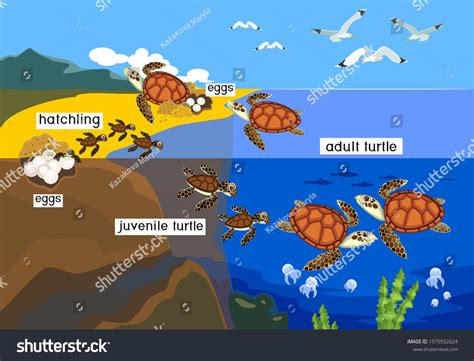 Life Cycle Sea Turtle Sequence Stages Stock Vector (Royalty Free ...