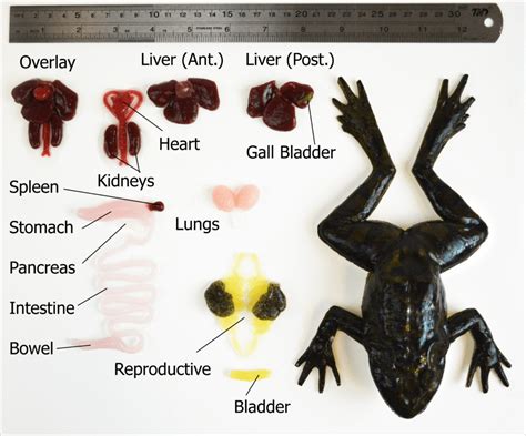Image result for Frog Anatomy Dissection