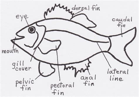 [DIAGRAM] Parts Of A Fish Diagram - MYDIAGRAM.ONLINE - All For One