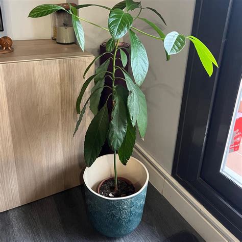 Image result for Self-Pollinating Avocado Tree