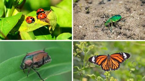 Image result for All Types of Insects