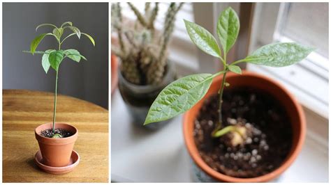 Image result for Self-Pollinating Avocado Tree