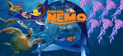Image result for Finding Nemo Real Life