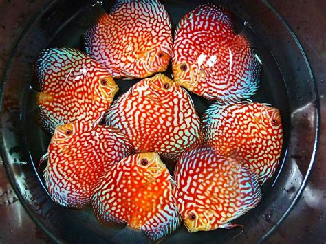 Image result for Red Eagle Discus