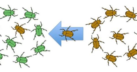 Image result for Adaptation vs Evolution