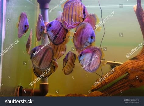 Image result for Discus Fish School