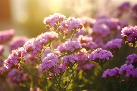 Image result for Status Flower